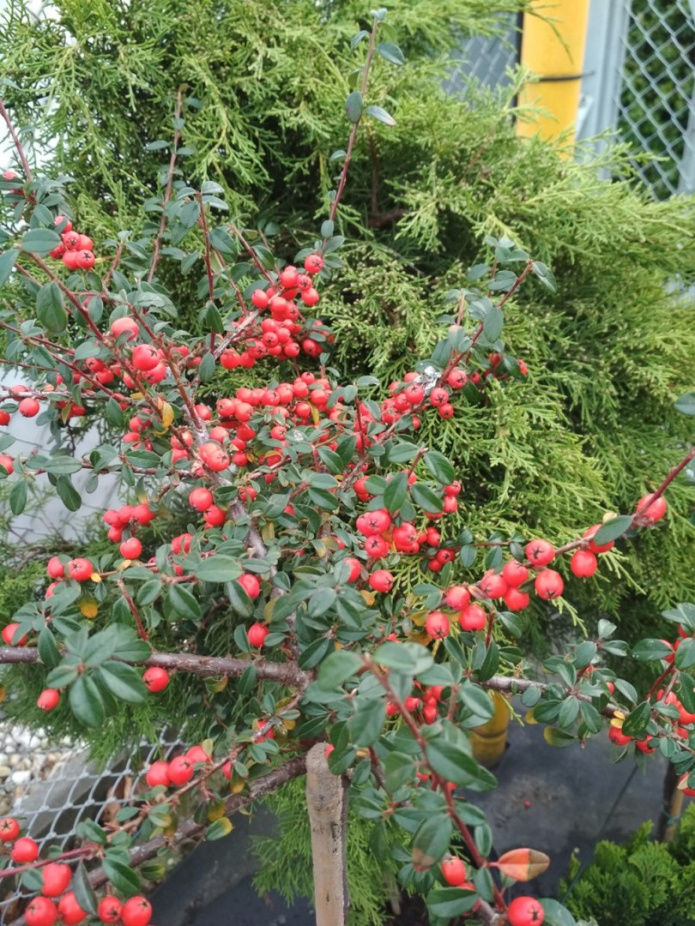 Irga Dammera Major Cotoneaster dammeri na pniu - Ogrodniczy sklep ...